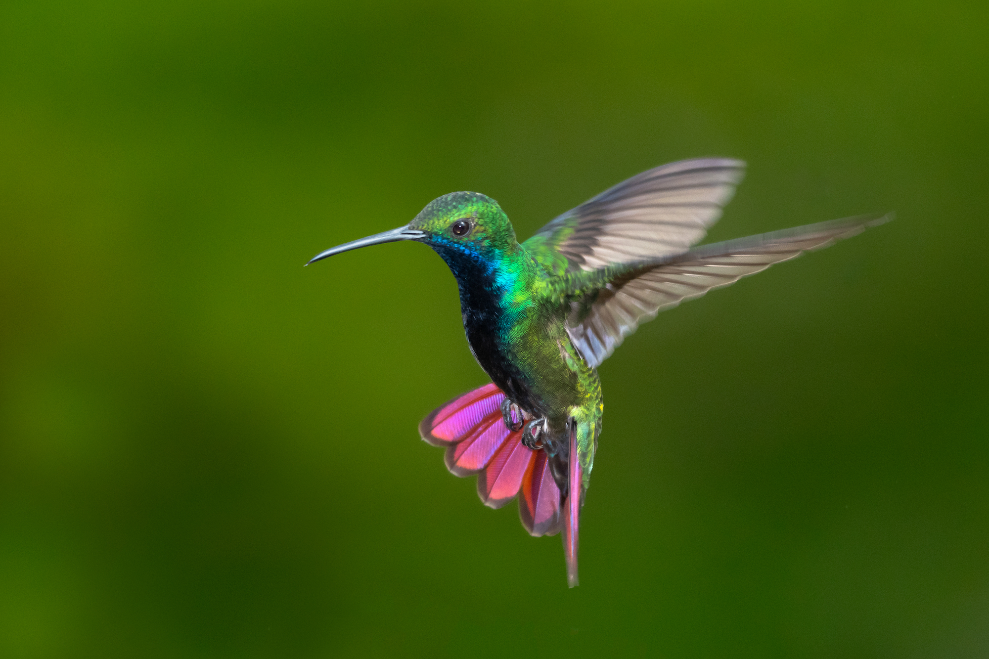 Being like the Hummingbirds on World Water Day - Discover Cayuga Lake